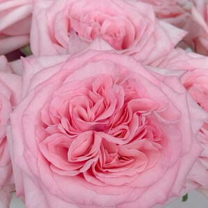 French Cut Rose Pink Strong Fragrant Rose Live Plant, 1 Gallon - Etsy
