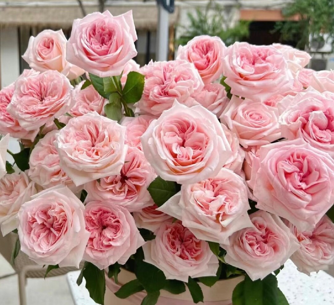 French Cut Rose Pink Strong Fragrant Rose Live Plant, 1 Gallon - Etsy