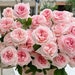 French Cut Rose Pink Strong Fragrant Rose Live Plant, 1 Gallon - Etsy