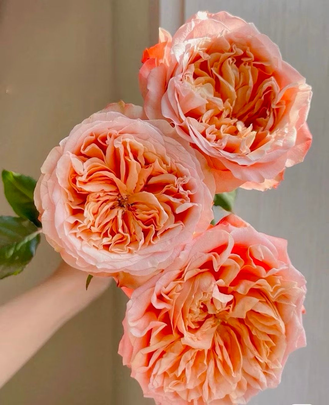 Rose funky Peach 方可桃rose Live Shrub Plant, 3 Gallon - Etsy