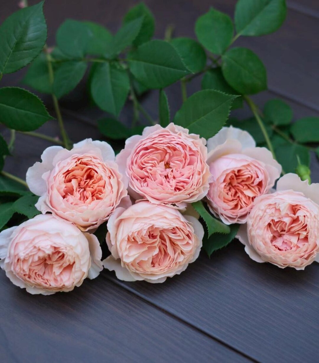 Rose “auswill” English Climbing Rose Plant, Ownroot 1 Gallon - Etsy