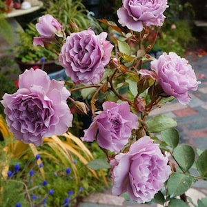 Rose ”libellula “ ターンブルー蜻蜓 Japanese Ruffle Lace Strong Fragrance Rose ...