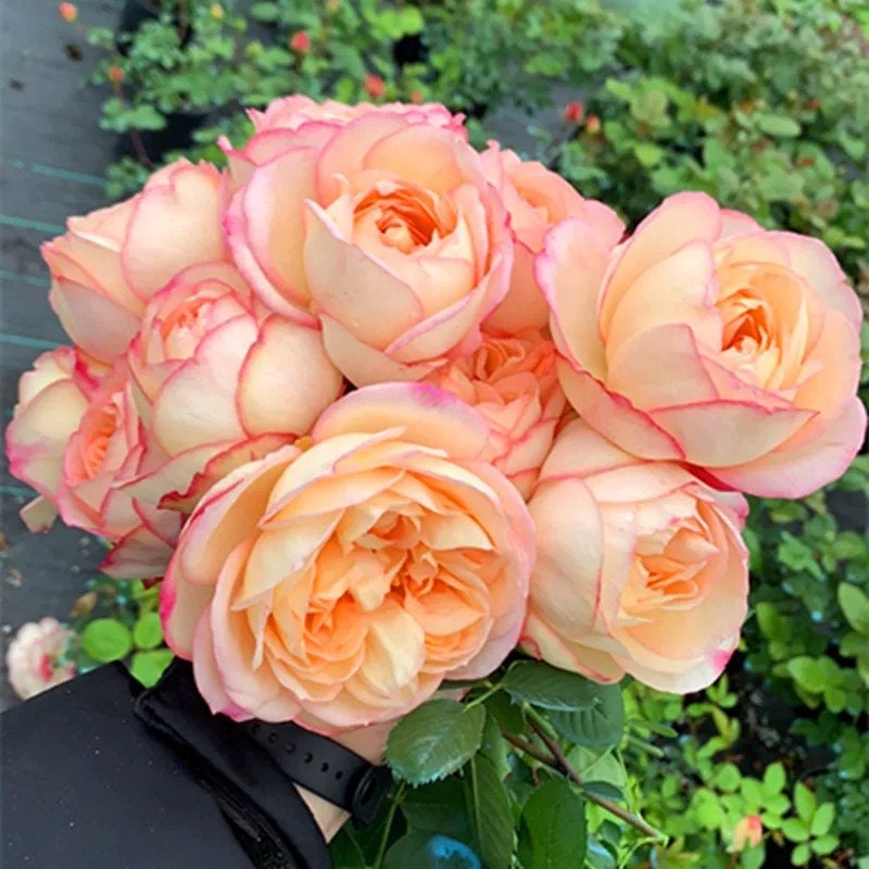 Rose Plants for Sale - Etsy