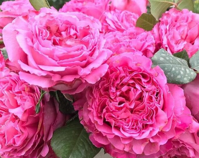 Rose “cepheus”仙王座 Fragrant Rose Live Shrub Plant, 1 Gallon Ownroot - Etsy