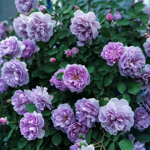 Purple Climbing Rose - Etsy