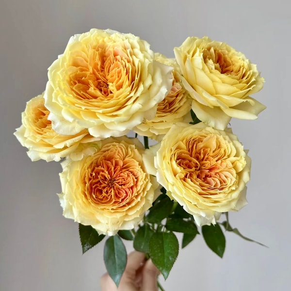 Tecoma X Orange Jubilee 'tecoma Alata' Seeds Flaming Bells, Orange ...