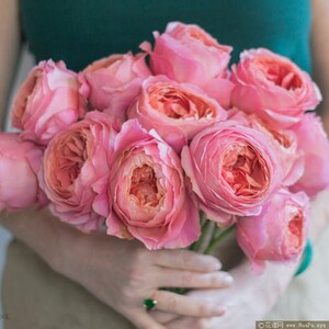 Rose “romantic Antike” 浪漫古董strong Fragrance Live Shrub Plant Ownroot, 1 ...