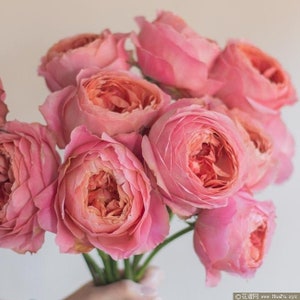 Rose “romantic Antike” 浪漫古董strong Fragrance Live Shrub Plant Ownroot, 1 ...