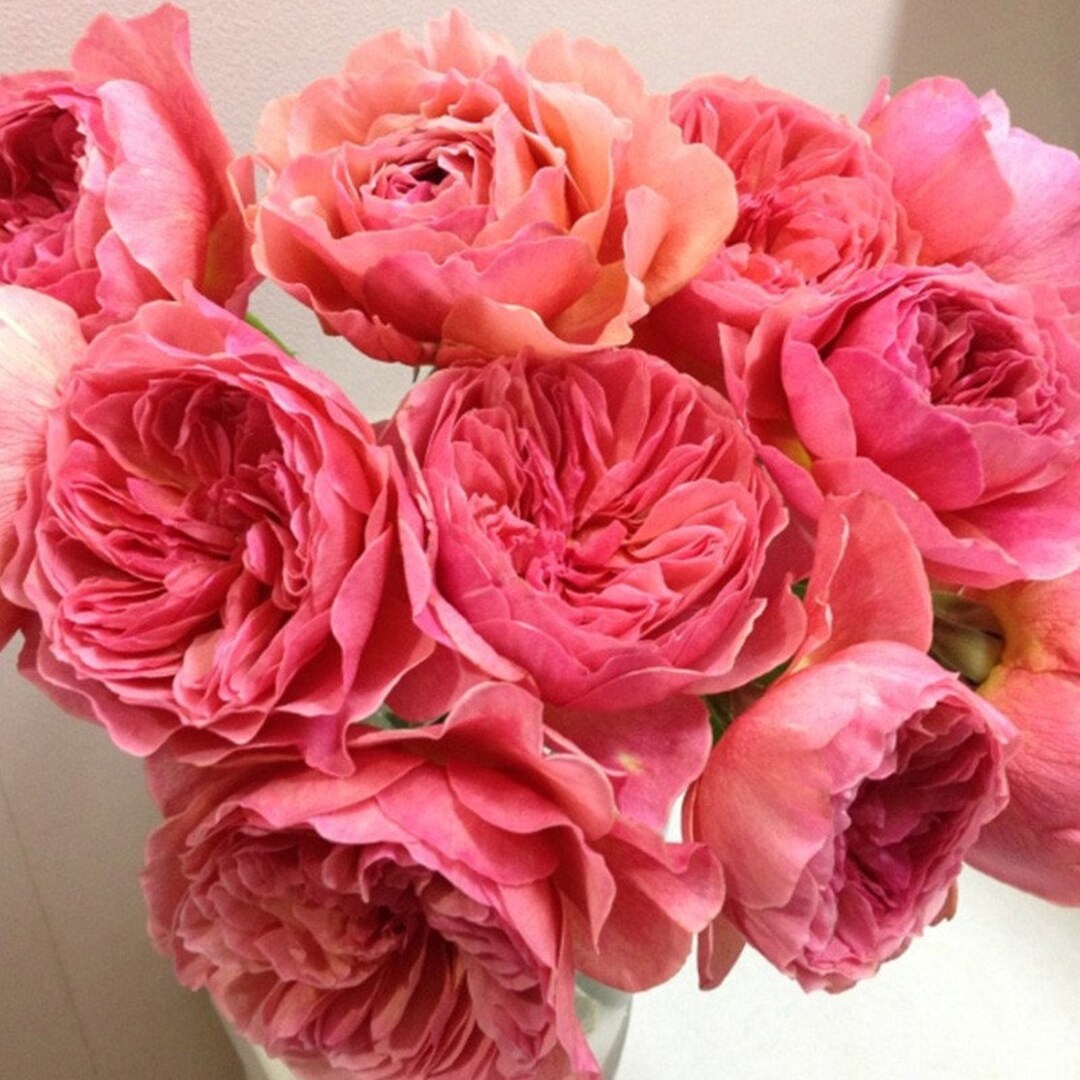Rose kaori Kazari香织装饰 Japanese Rose Live Plant Ownroot Ownroot, SMALL ...