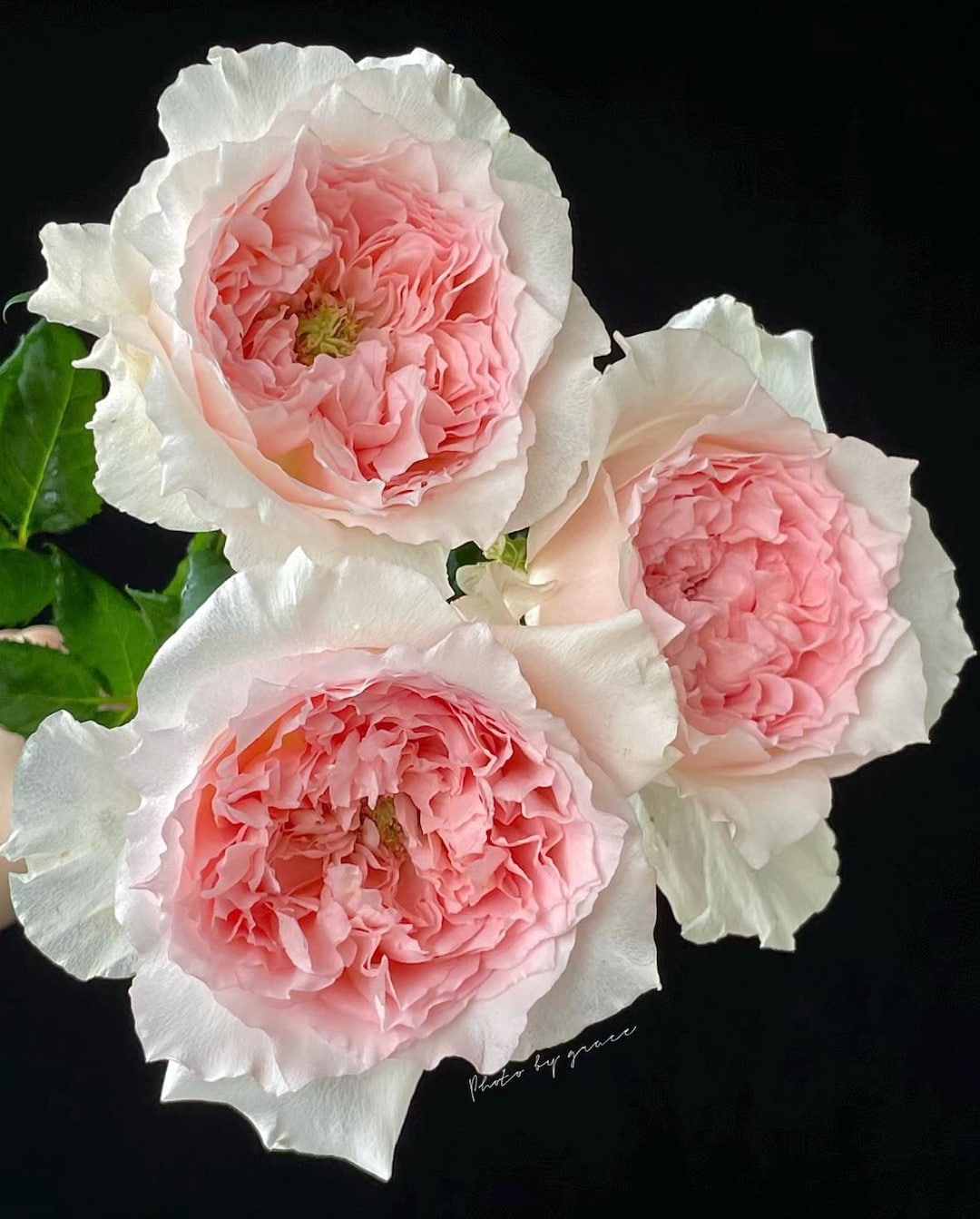 Rose "flow" 涌流japanese Rose Live Shrub Plant, 1 Gallon Ownroot - Etsy