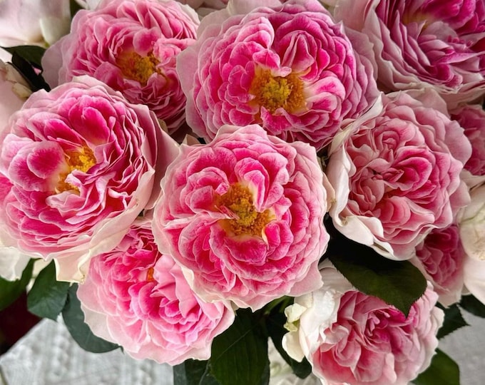 Rose “holiday Island Guernsey”根西 Rare Cut Rose Live Shrub Plant, 1 ...