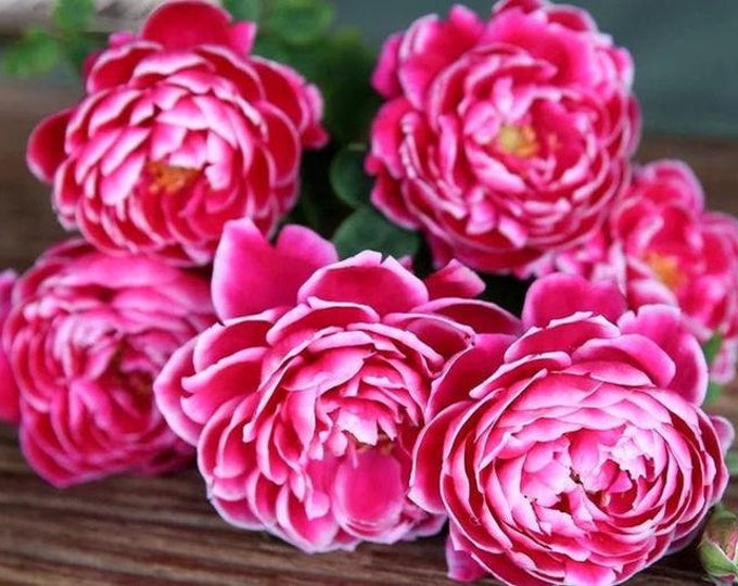 Rose marie Rose日本玛丽 Japanese Cut Rose Plant - Etsy