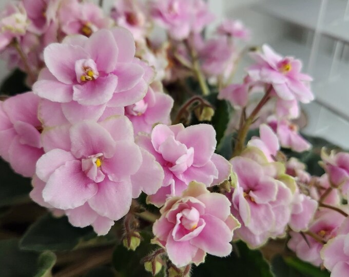 Pastel Pink African Violet Starter Plant - Live Pink Santipaula No Id ...