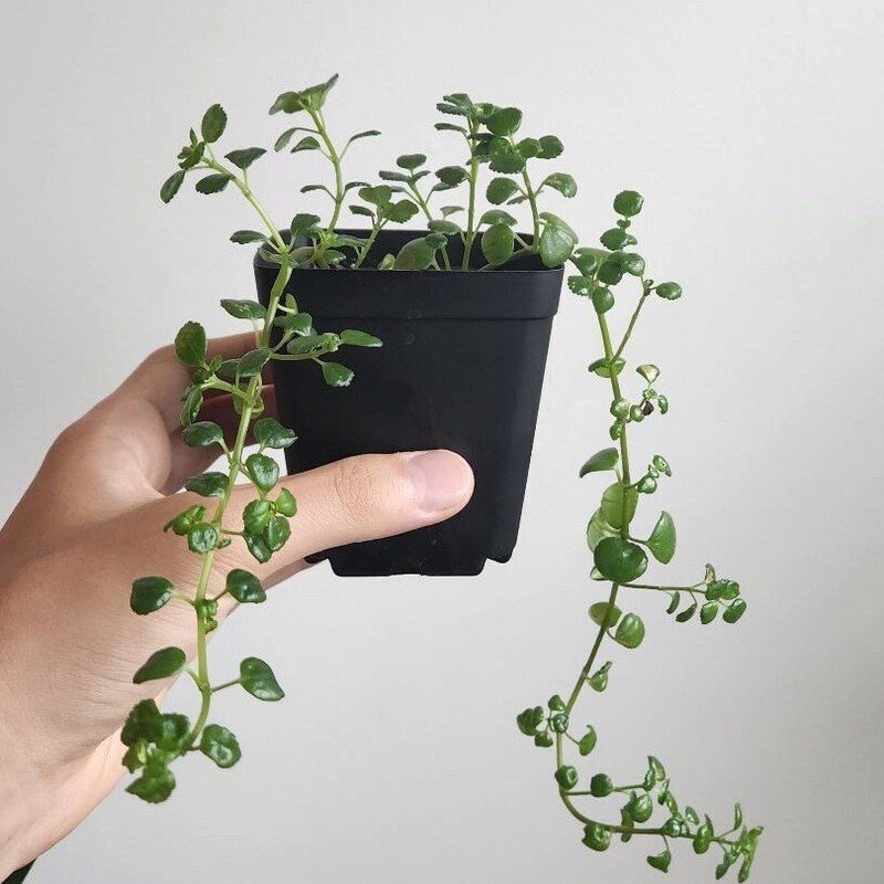Trailing Plant - Etsy