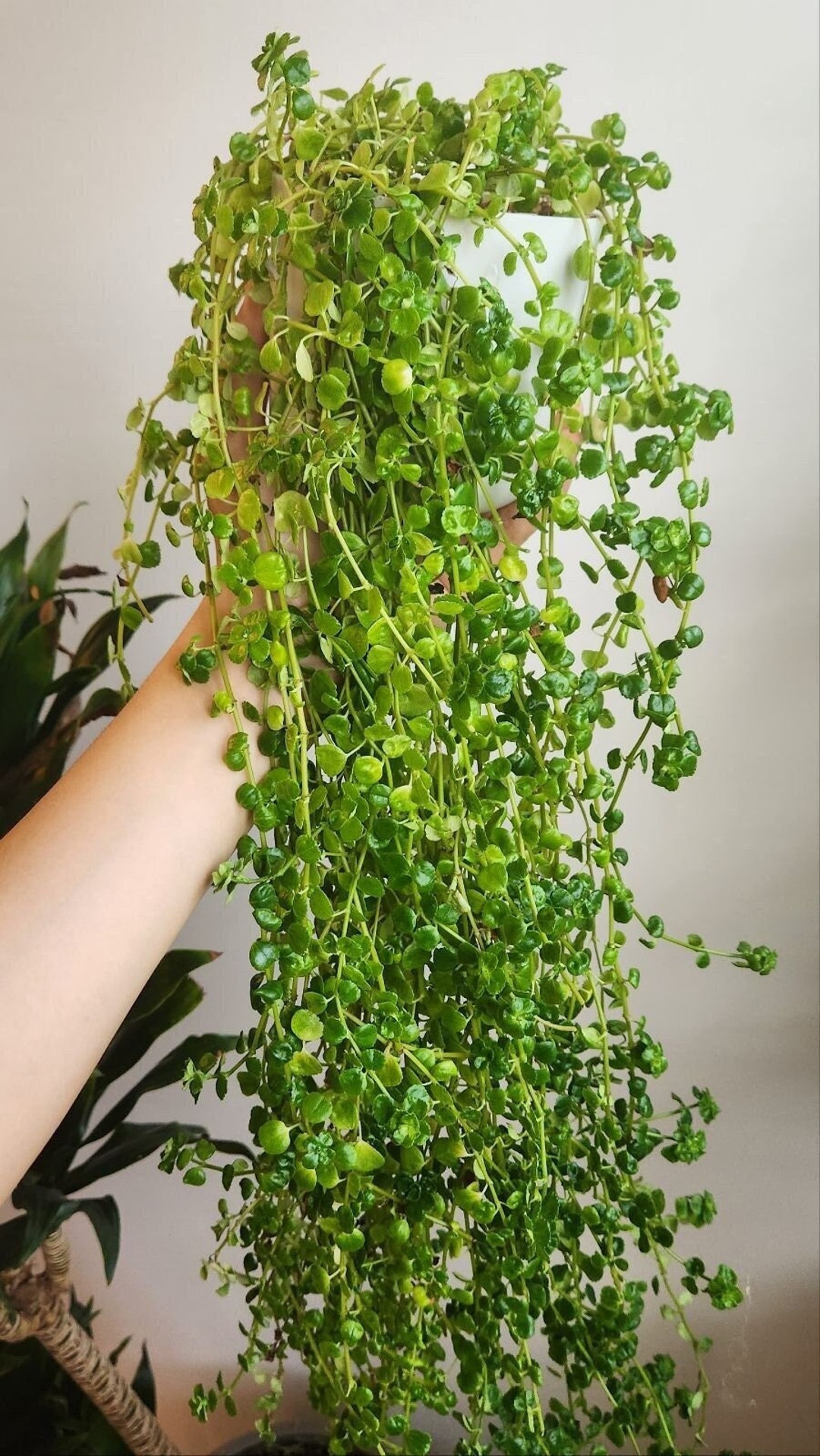 LONG Baby Tears Pilea 12 Starter Plant Pilea Depressa LONG Trailing ...