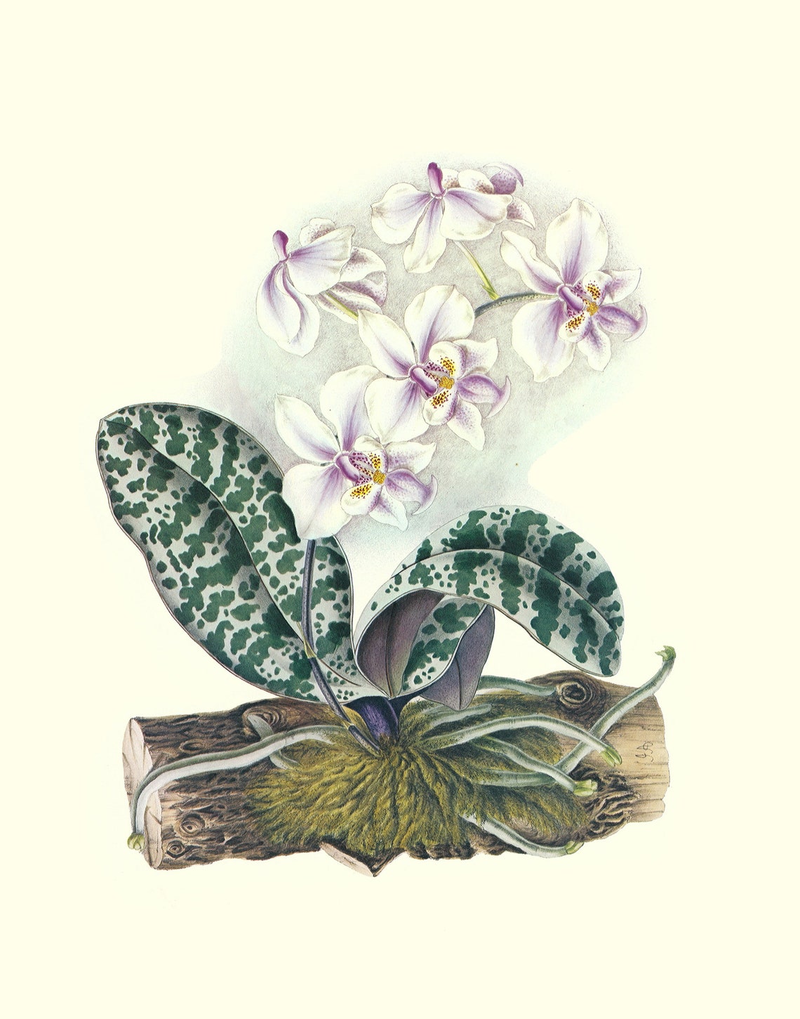 Scanned Copy, Very Old, Vintage, Orchid, Print Poster,plate1 11x14 ...