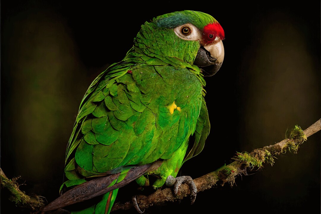 Puerto Rican Parrot - Etsy