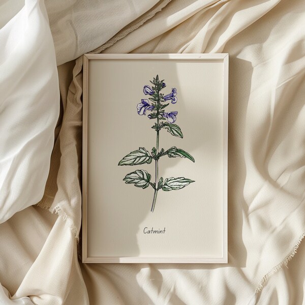 Catmint Plant - Etsy