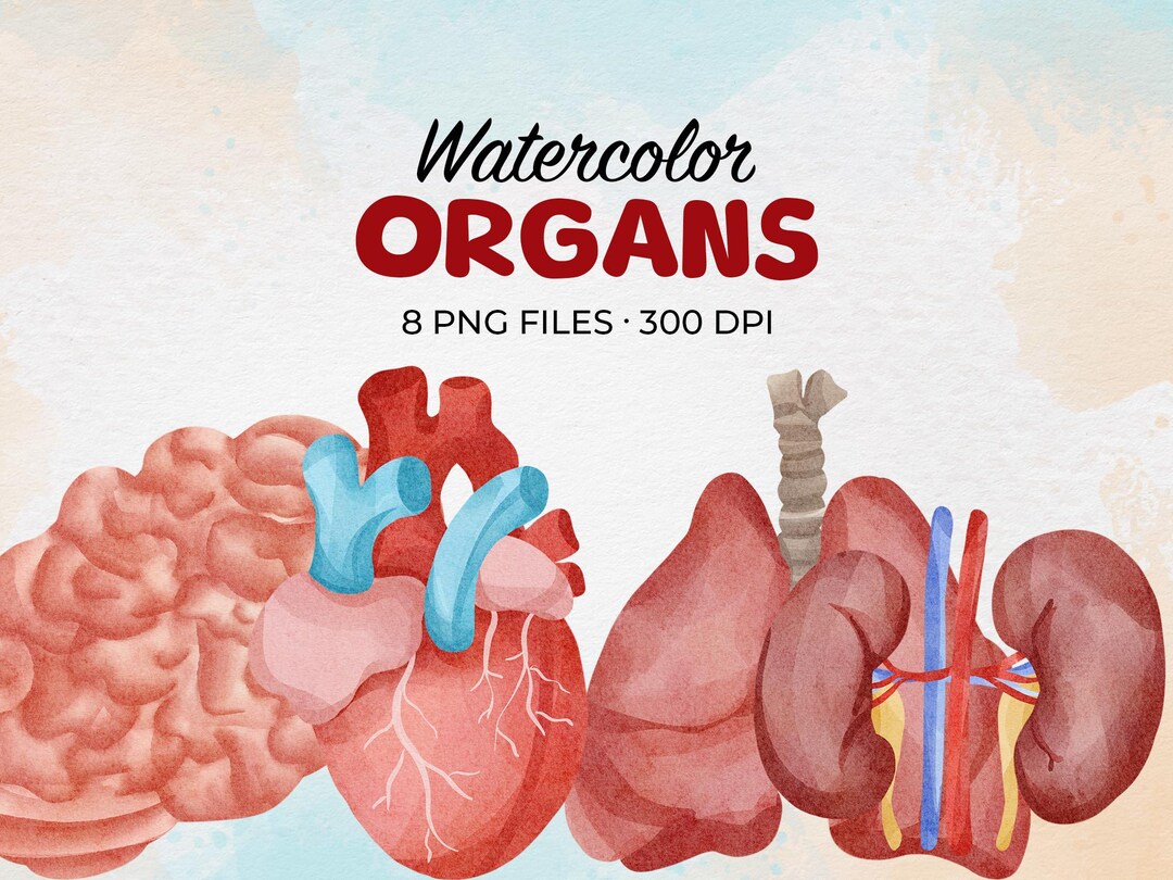 Watercolor Human Organs Clip Art, Medical Anatomy Illustration ...