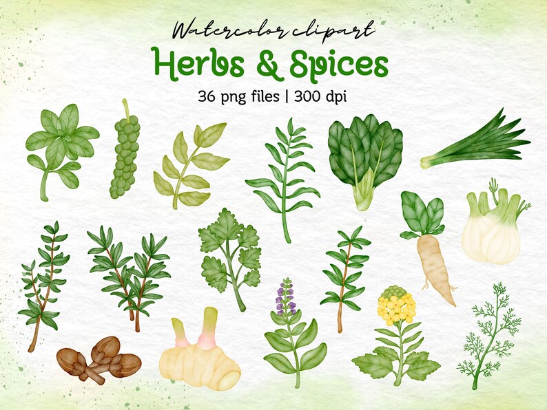 Watercolor Herbs & Spices Clipart, 36 PNG Files, Culinary Herbs ...