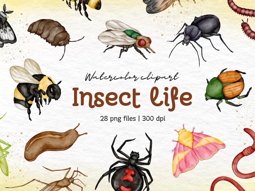 Watercolor Insect Clipart Set, Bug Illustration (digital Download) - Etsy