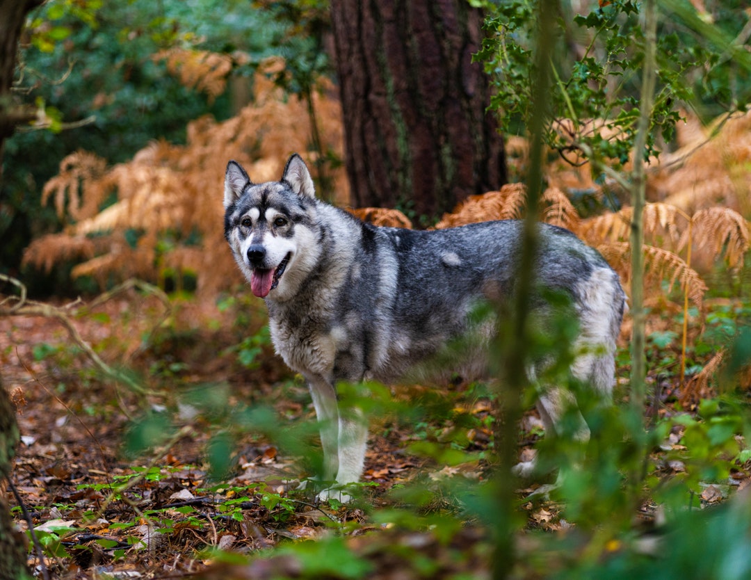 Wolf in the Autumn Woods - Etsy