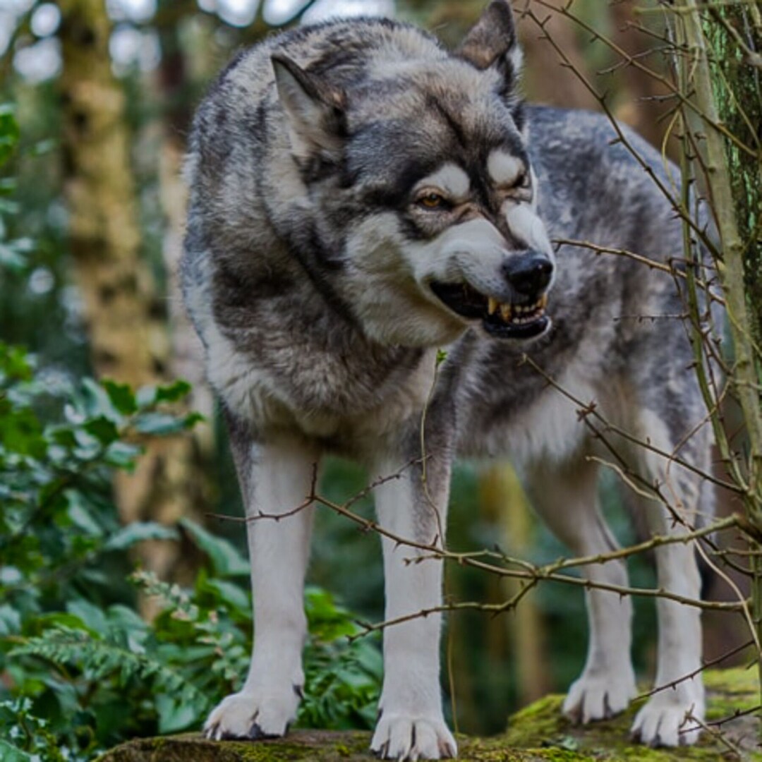 Growling Wolf - Etsy