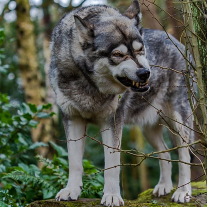 Growling Wolf - Etsy