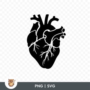 Anatomic Heart SVG Bundle, Heart Clipart, 15 Heart Cut Files for Cricut ...