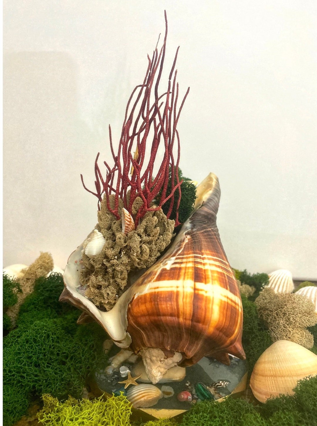 Conch Shell Decor - Etsy