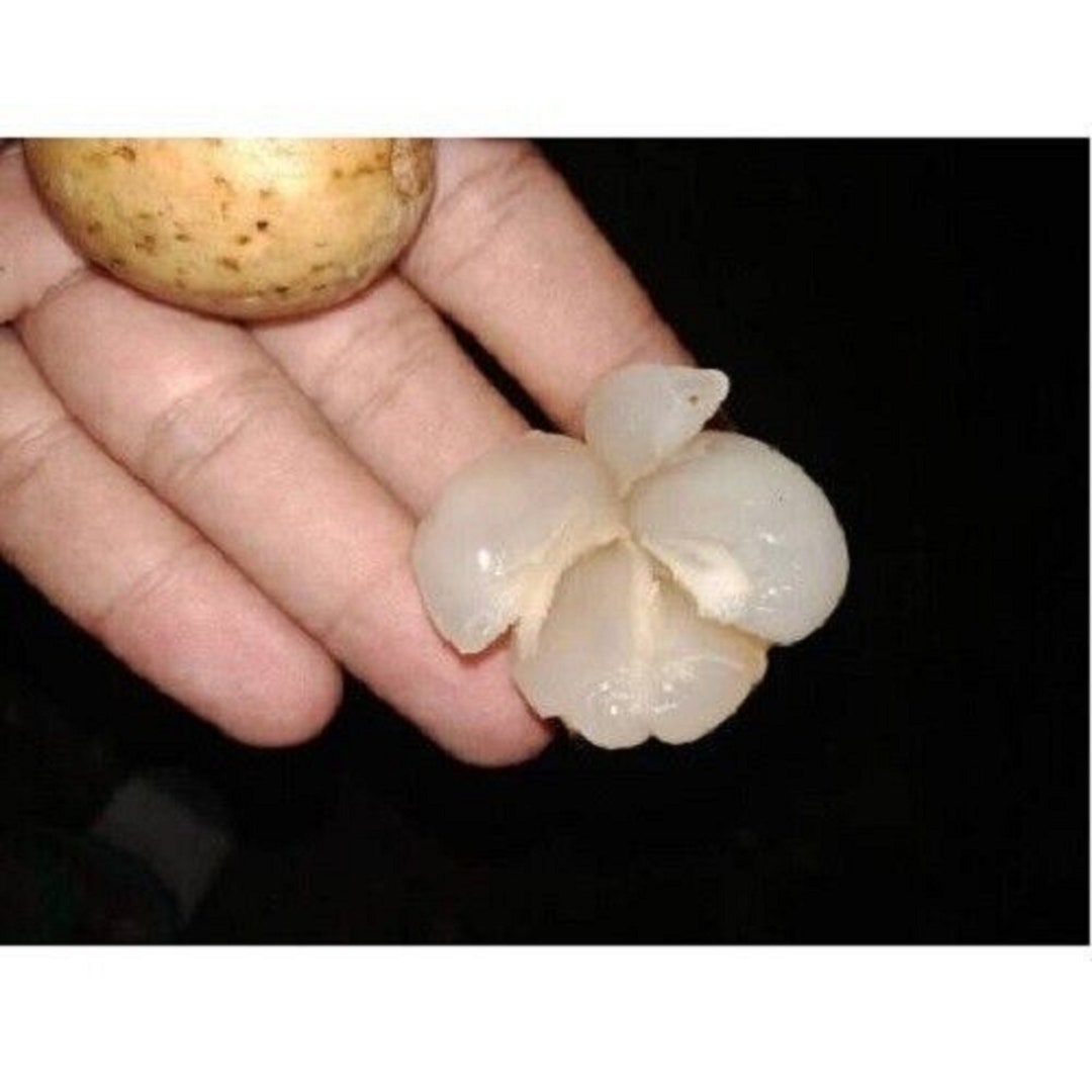 Duku Longkong Coreless Fruit Graft Tree Fast Shipping - Etsy