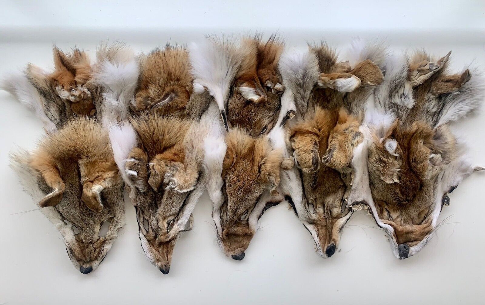 Coyote Fur Heads - Set of 10 - Etsy