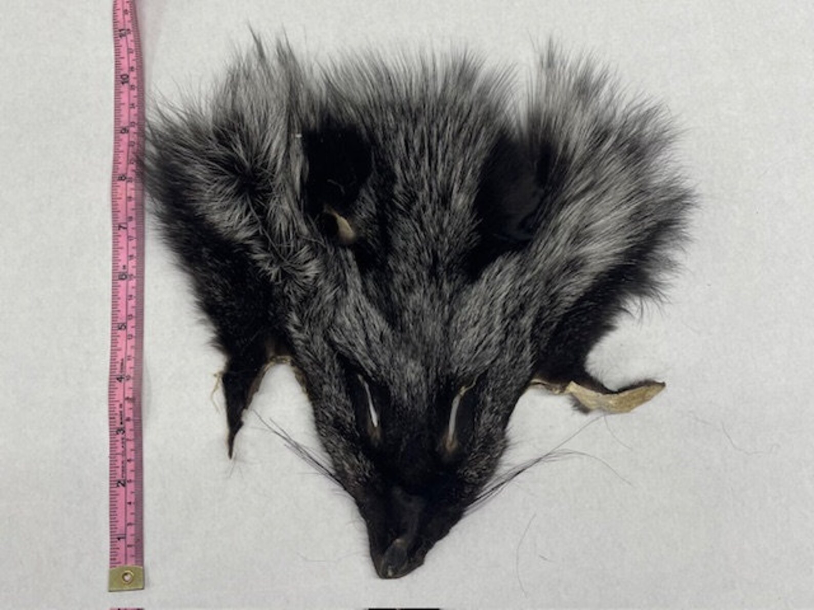 Silver Fox Fur Heads - Set of 10 - Etsy