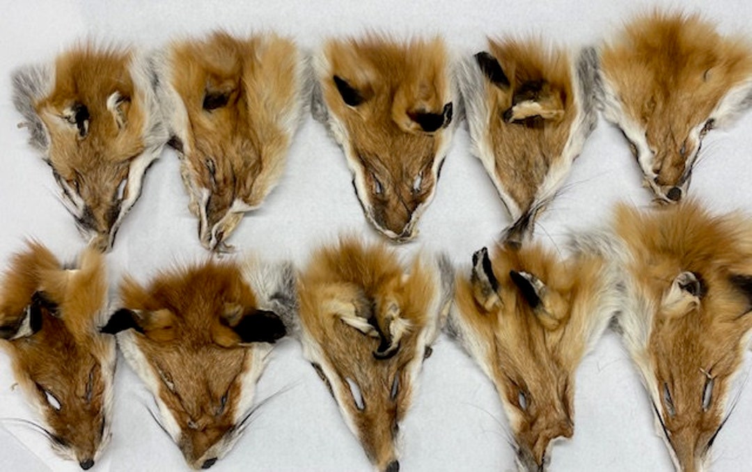 Red Fox Fur Heads - Set of 10 - Etsy