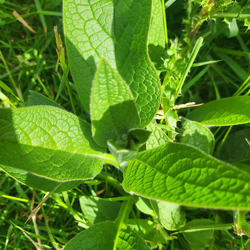 Russian Leaves - Etsy