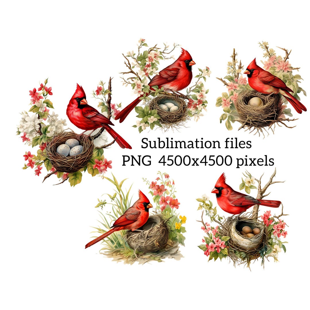 Red Cardinal Clipart: Bird Art PNG Files for Sublimation (digital ...