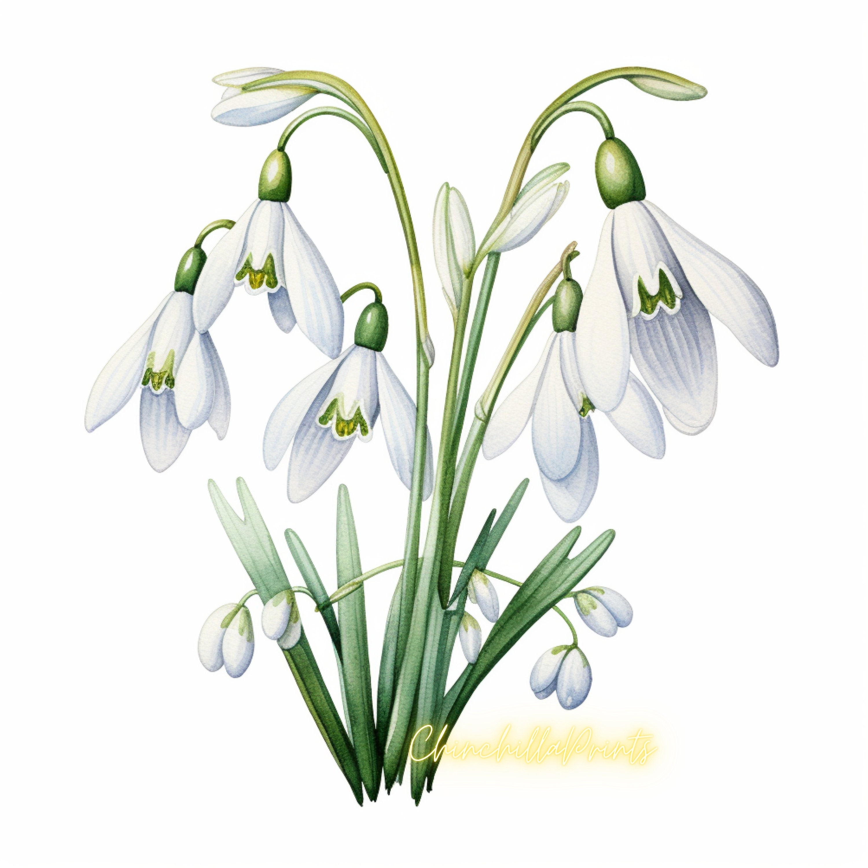 5 Snowdrop Flowers Art, Snowdrop Digital Art Print Flower Digital Wall Art Snowdrop Flower ...