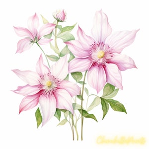 Clematis Blue Clematis Watercolor Painting Flowers Floral Art Digital ...