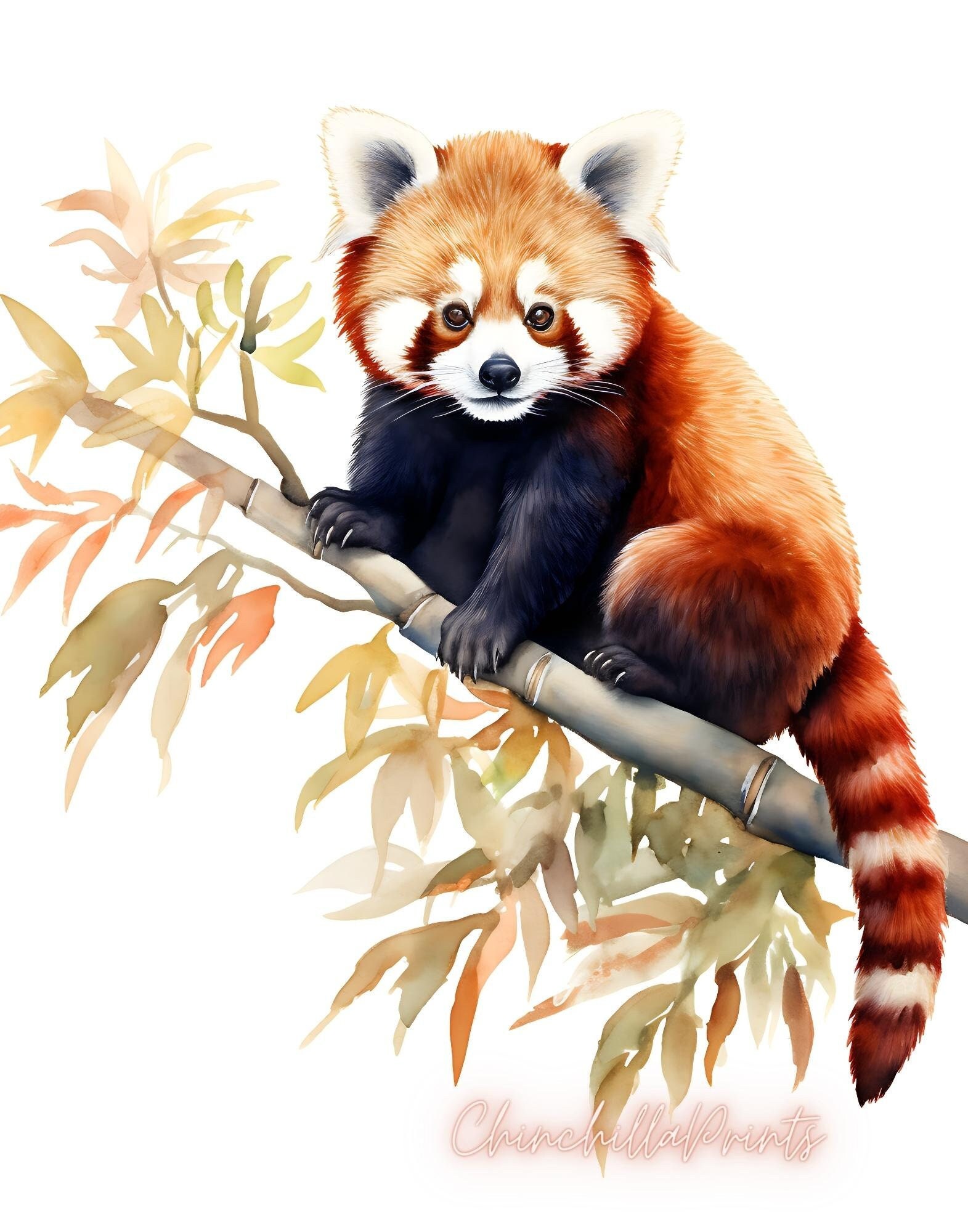Red Panda Red Panda Watercolor Red Panda Painted Red Panda Illustration ...
