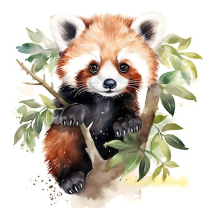 Red Panda Set of 5 Red Panda Watercolor Red Panda Painted Red Panda ...