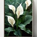 Spathiphyllum, Flower of Female Happiness, Talisman for Girls, Talisman ...