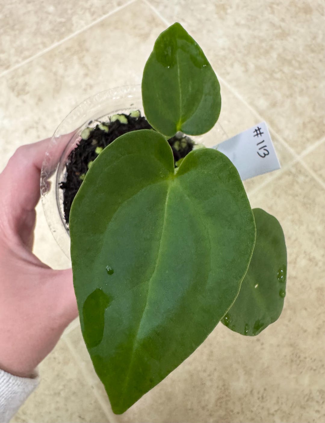 Anthurium raven Soul crystallinum X Luxurians X Forgetii 113 Seedling ...
