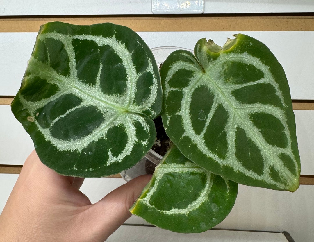 SALE Anthurium Dorayaki X Forgetii 225 - Etsy