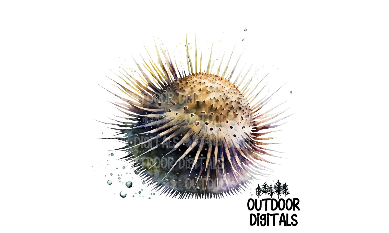 Sea Urchin PNG, Watercolor Sea Urchin Clipart, Sea Urchin Wall ...