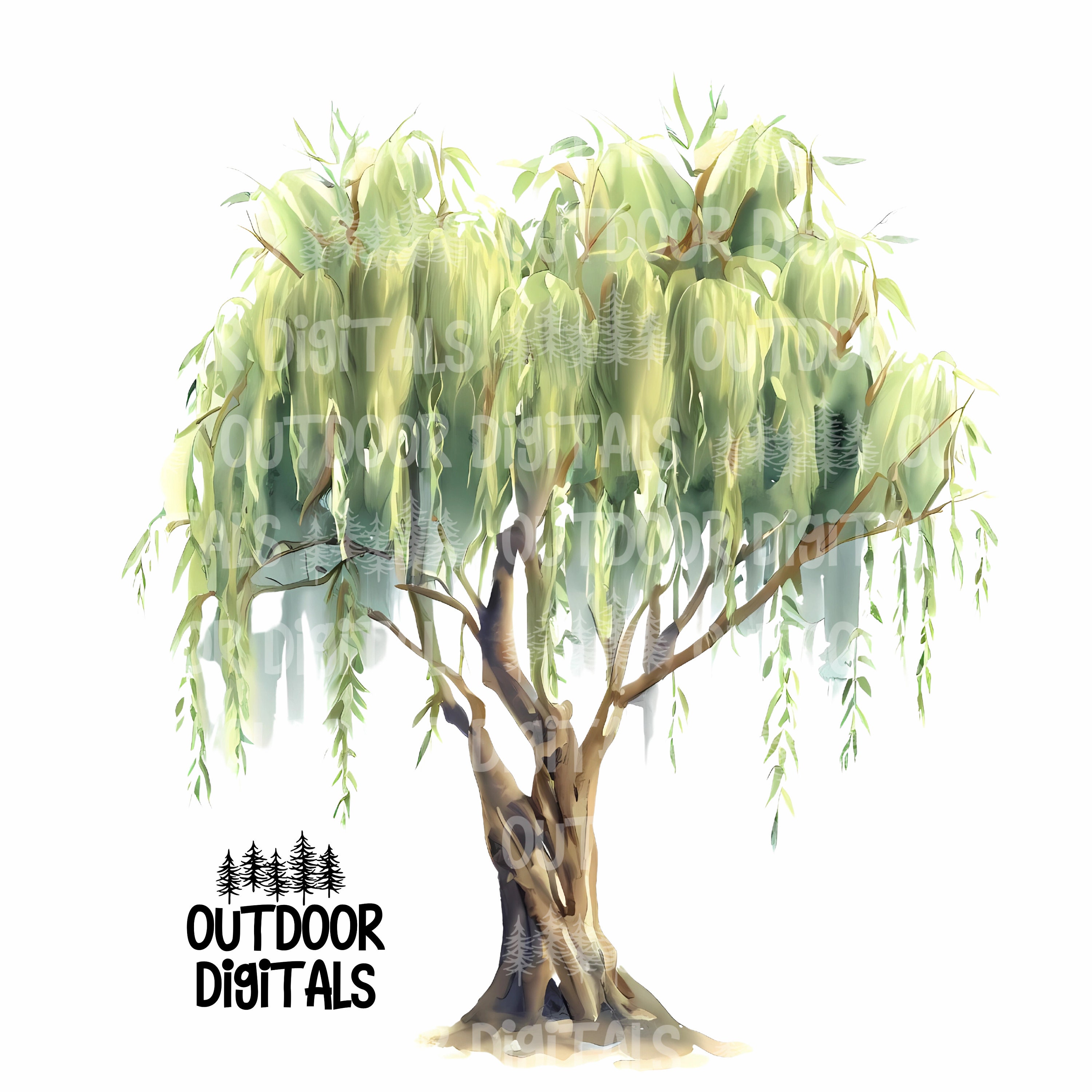 Willow Tree PNG, Watercolor Willow Tree Wall Clipart, Willow Tree ...