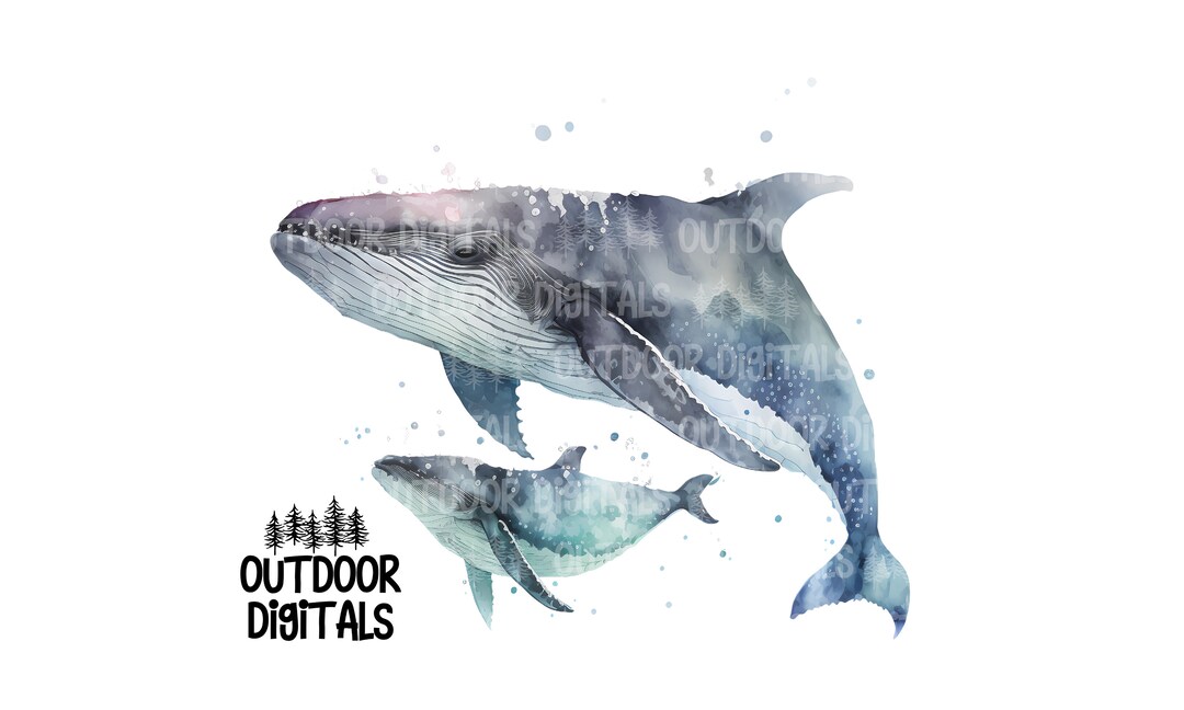 Fin Whale PNG, Watercolor Fin Whale Clipart, Fin Whale Wall & Nursery ...