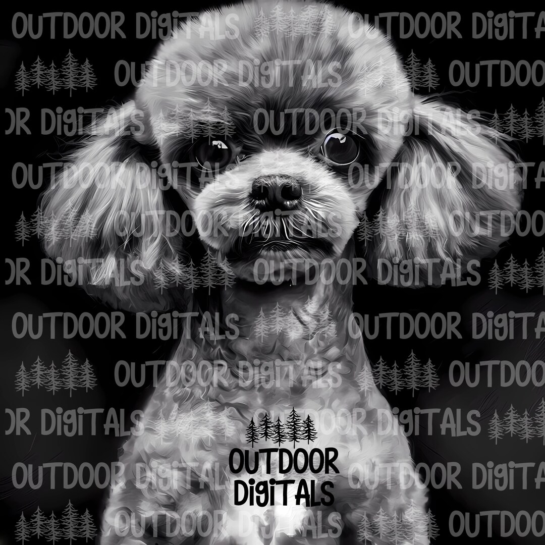 Toy Poodle PNG, Oil Painting Toy Poodle, Black & White Toy Poodle Wall ...