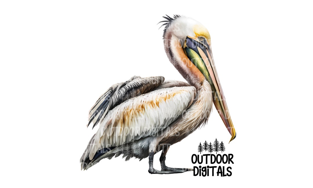 Pelican PNG, Watercolor Pelican Clipart, Pelican & Nursery Art, Pelican ...