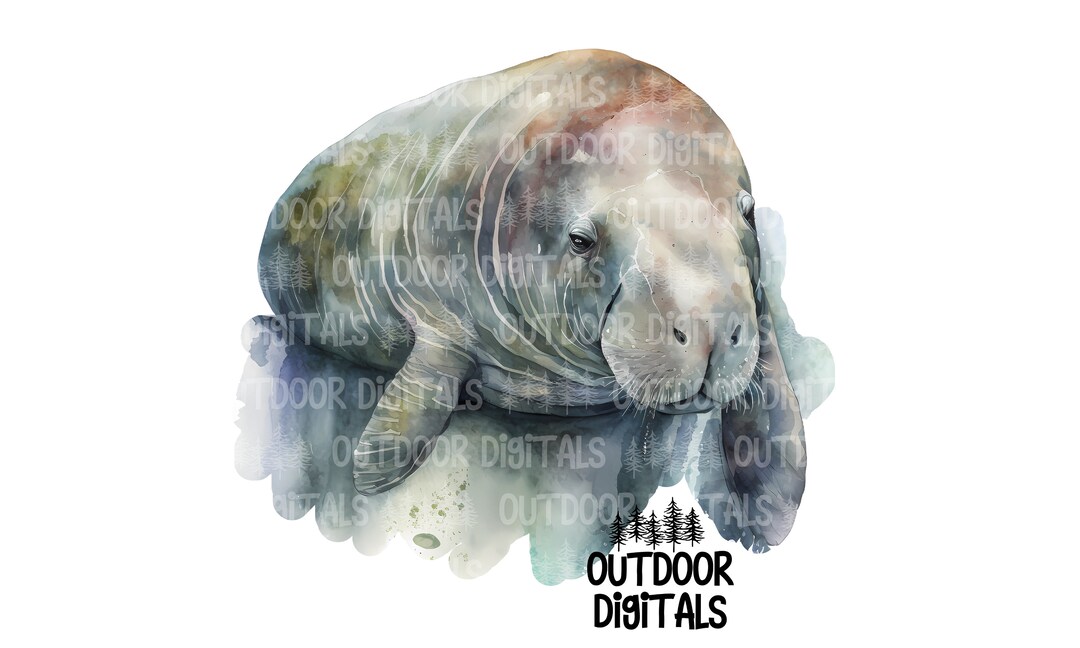 Manatee PNG, Watercolor Manatee Clipart, Manatee Wall Art, Manatee ...