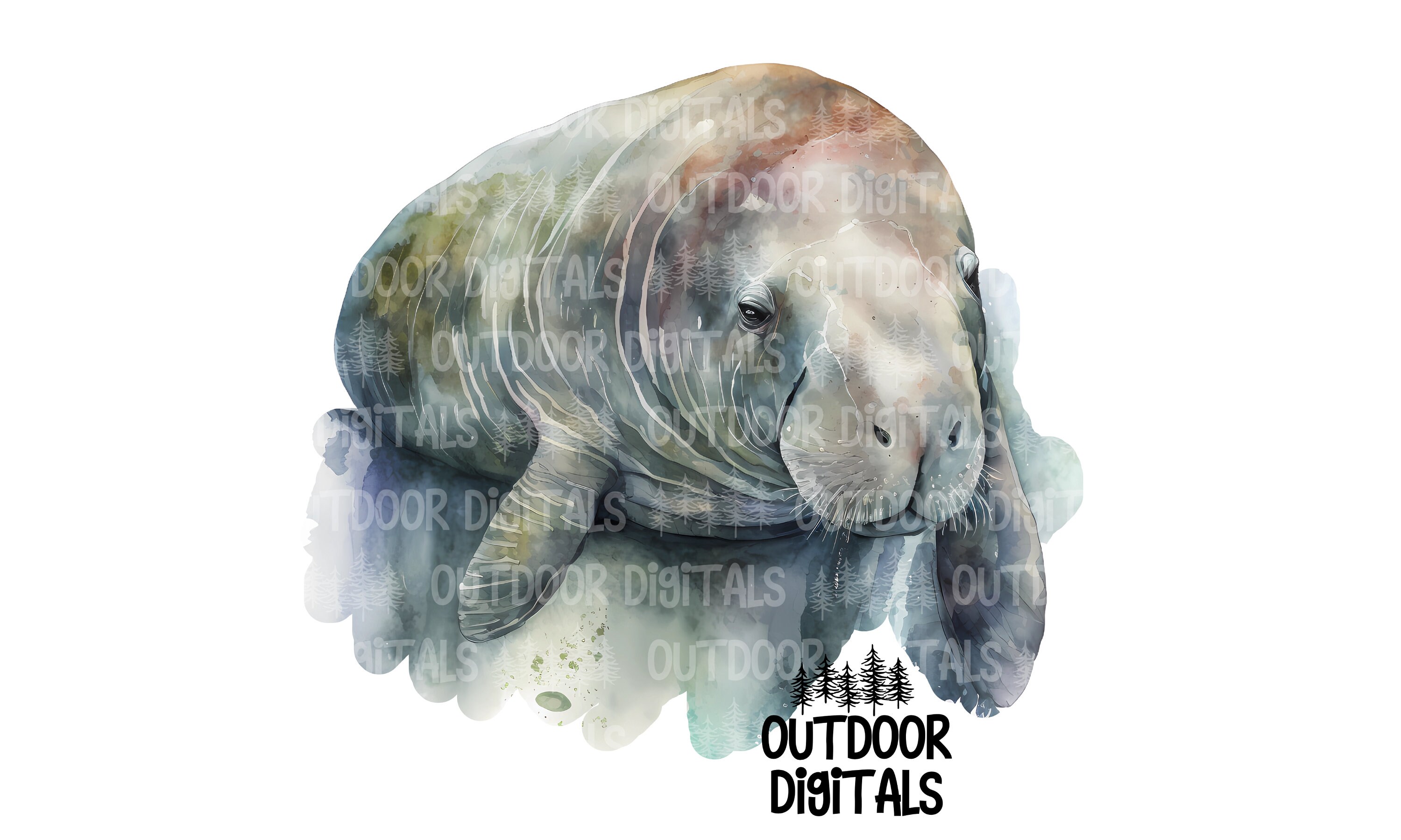 Manatee PNG, Watercolor Manatee Clipart, Manatee Wall Art, Manatee ...